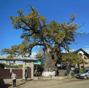 Cel mai bătrân stejar din sud-estul Europei se află în România ...