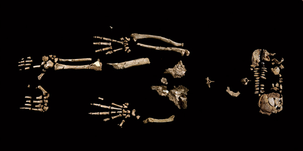 Lucy, cea mai cunoscută fosilă a unui strămoș uman, ar fi murit după ce ...