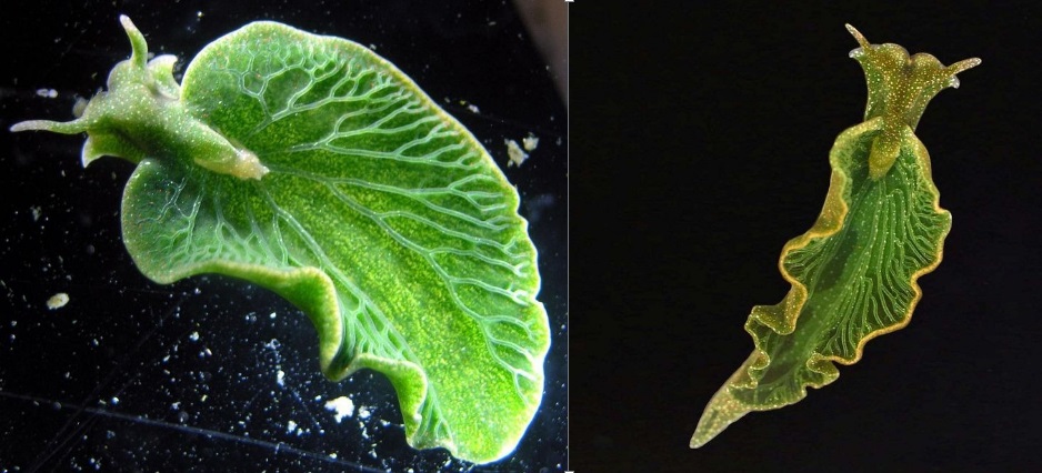 Jumătate plantă, jumătate animal. Melcul care se folosește de procesul ...