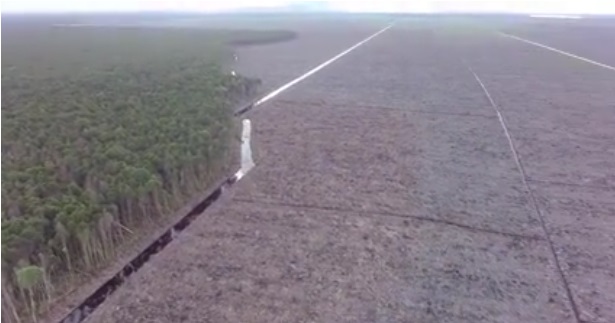 Video devastator – cele mai horror imagini cu păduri defrișate ...