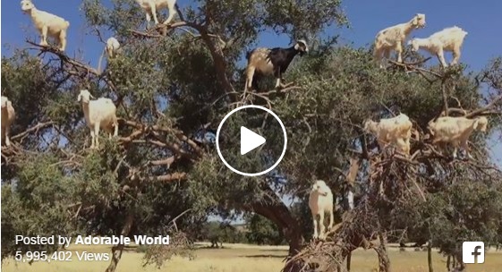 Capre pe post de păsări. Cum au ajuns acolo? VIDEO | Cunoaste lumea