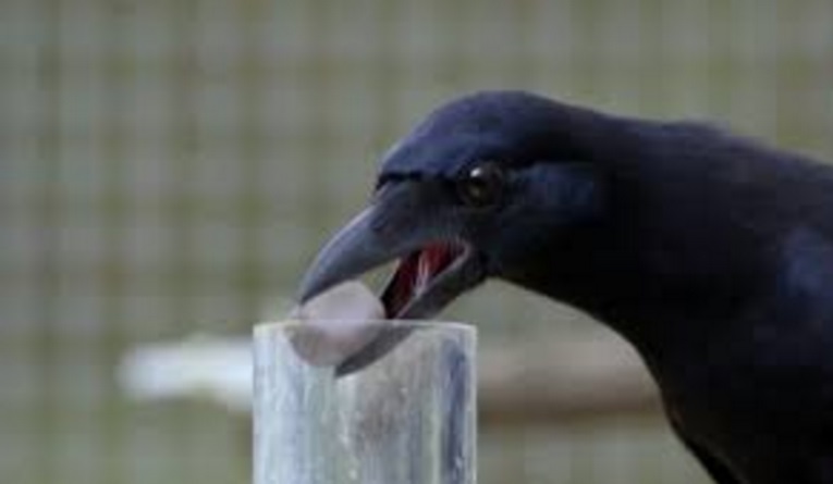 Experiment video fabulos care arată cât de inteligenți sunt corbii ...