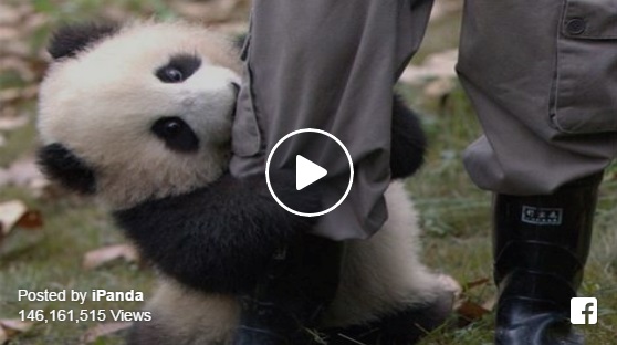 Cel mai simpatic PANDA – Un clip care a ajuns la 146 de milioane de ...