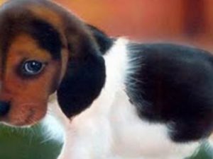 Un cățel a leșinat de bucurie că și-a revăzut stăpâna, după doi ani de ...