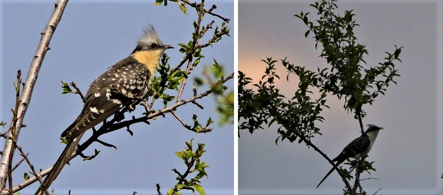 În România s-a descoperit o nouă și interesantă specie de pasăre ...