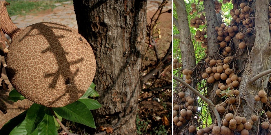 „Arborele ghiulea” – Copacul ale cărui fructe explodează zgomotos ...