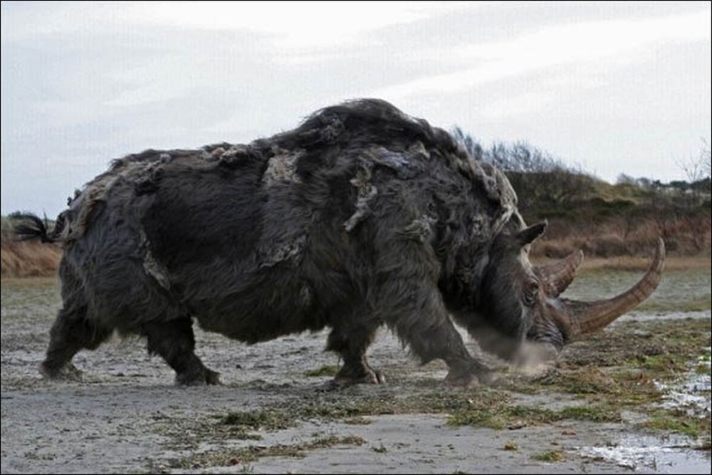 Fosile de RINOCER vechi de 7 milioane de ani, descoperite în județul ...