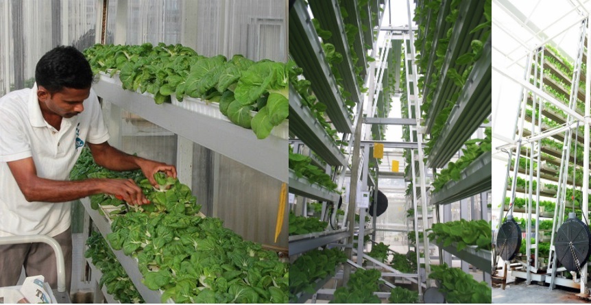 Serele verticale din Singapore. Metoda ingenioasă prin care un fermier ...