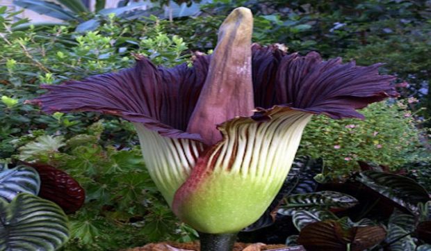 Cum arată șapte dintre cele mai rare flori din lume. Galerie foto ...