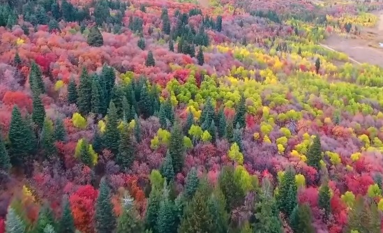 Culorile toamnei – Un videoclip care merită văzut! | Cunoaste lumea