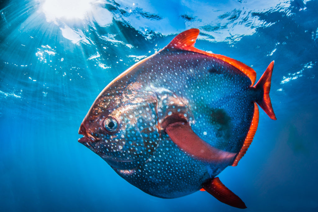 Opah Primul Pe te Cu S nge Cald Cunoaste Lumea opah-primul-pe-te-cu-s-nge-cald-cunoaste-lumea