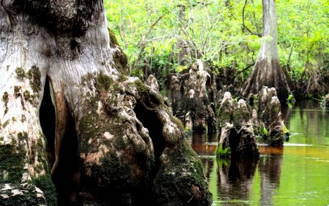 Cercetătorii au descoperit cel mai bătrân chiparos chel – are 2624 de ...