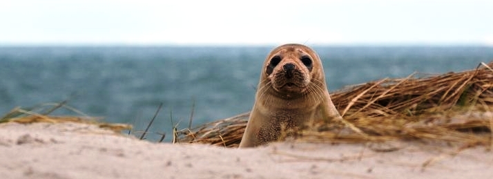 O focă a fost surprinsă în premieră aplaudând sub apă, în sălbăticie ...