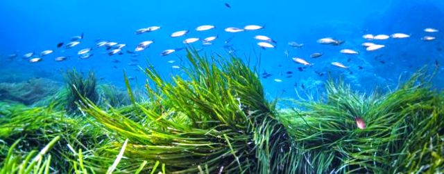 Iarba de mare s-a adaptat pentru a strânge particulele de plastic ...